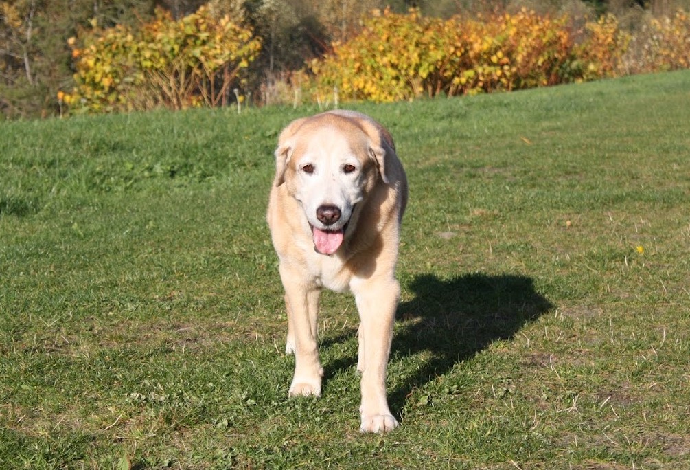 Fenzi Dog Sports Academy