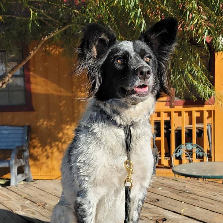 Fenzi Dog Sports Academy - Home