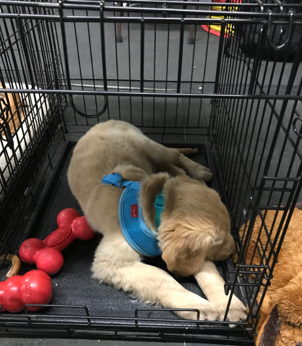 Fenzi Dog Sports Academy - Home