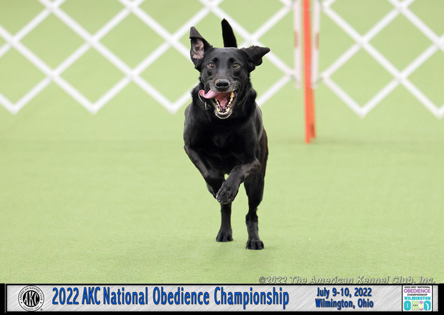 Fenzi Dog Sports Academy - Home