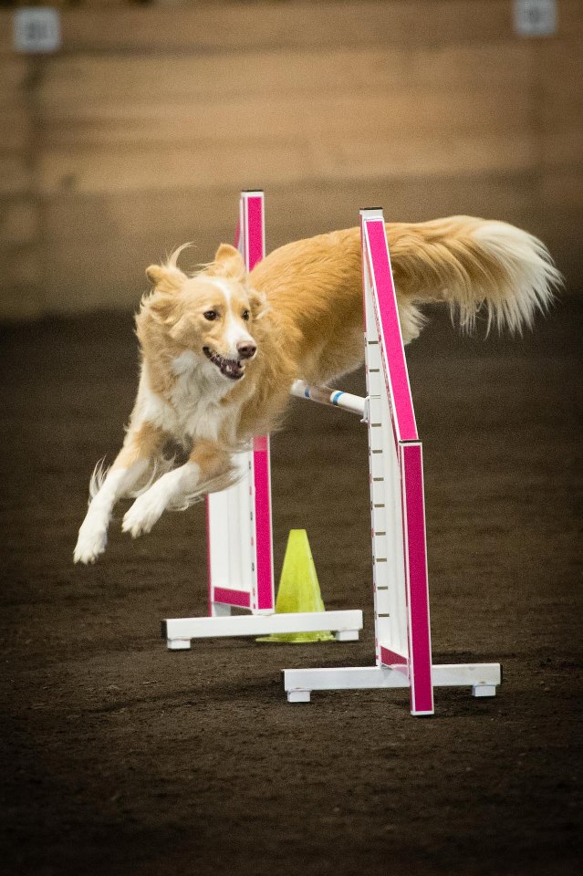 Fenzi Dog Sports Academy - Home