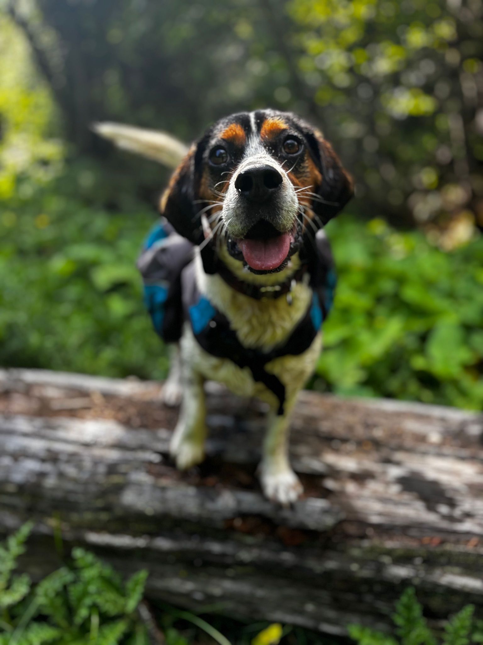 Fenzi Dog Sports Academy - Home