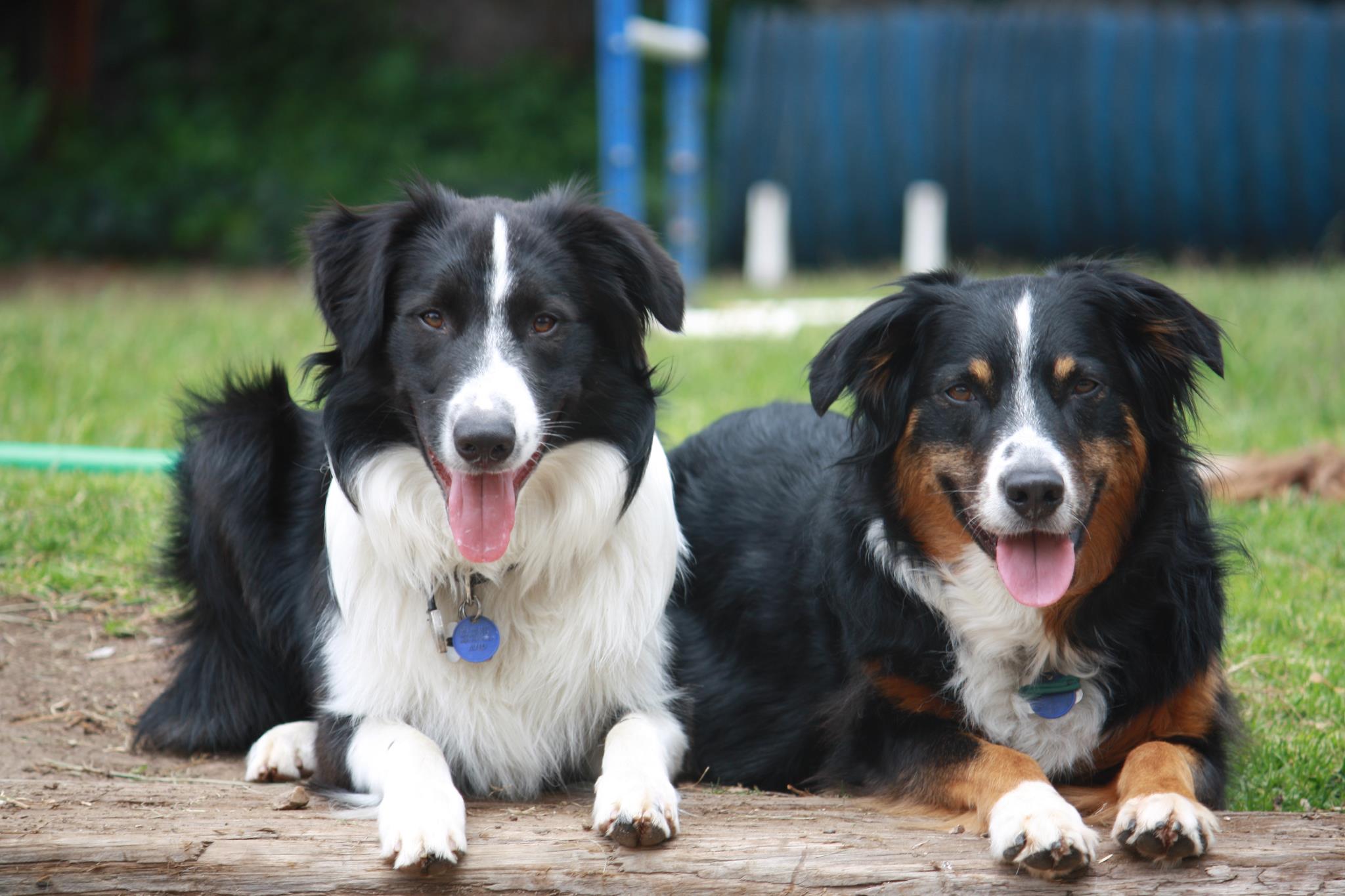 Fenzi Dog Sports Academy - Home