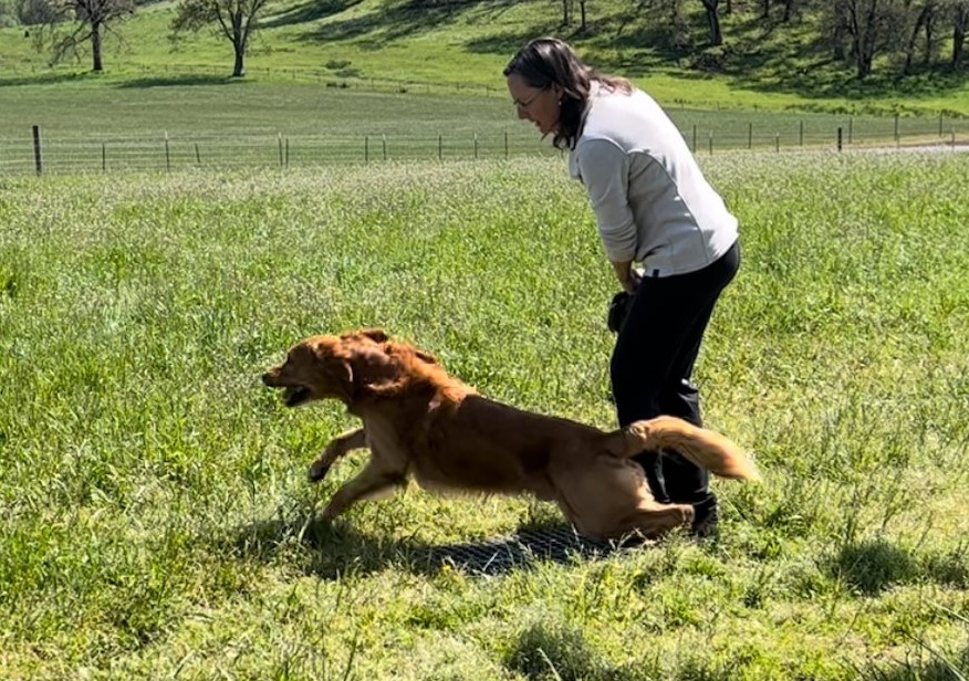 Fenzi Dog Sports Academy - Home