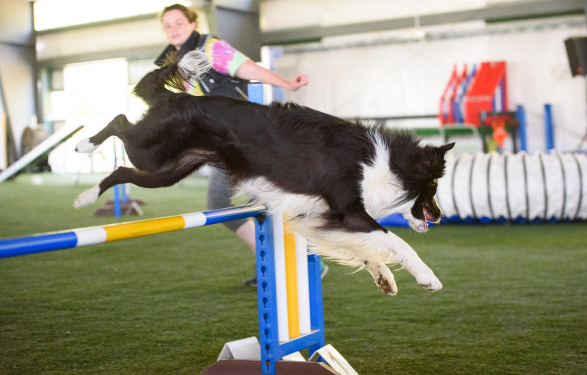 Fenzi Dog Sports Academy - Home