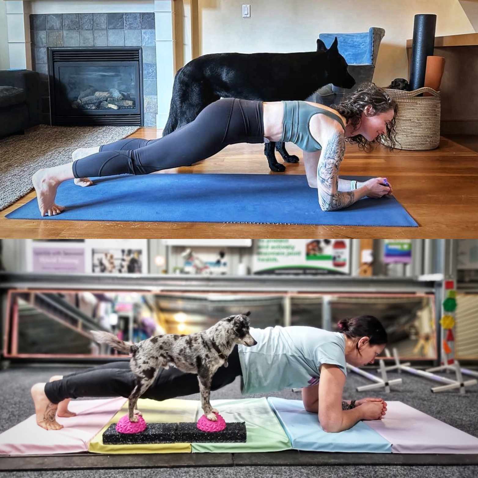 Fenzi Dog Sports Academy - Home