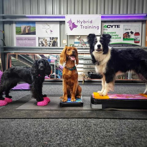 Fenzi Dog Sports Academy - Home