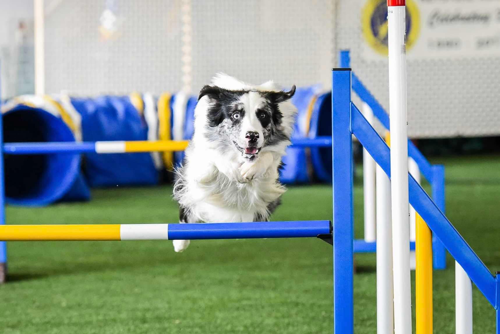 Fenzi Dog Sports Academy - Home