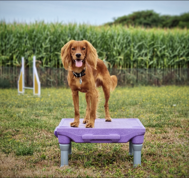 Fenzi Dog Sports Academy - Home