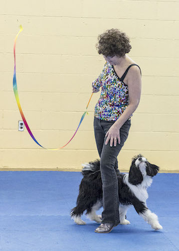 Fenzi Dog Sports Academy - Home