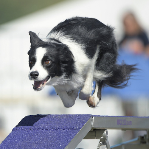 Fenzi Dog Sports Academy - Home