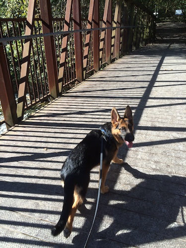 Fenzi Dog Sports Academy - Home