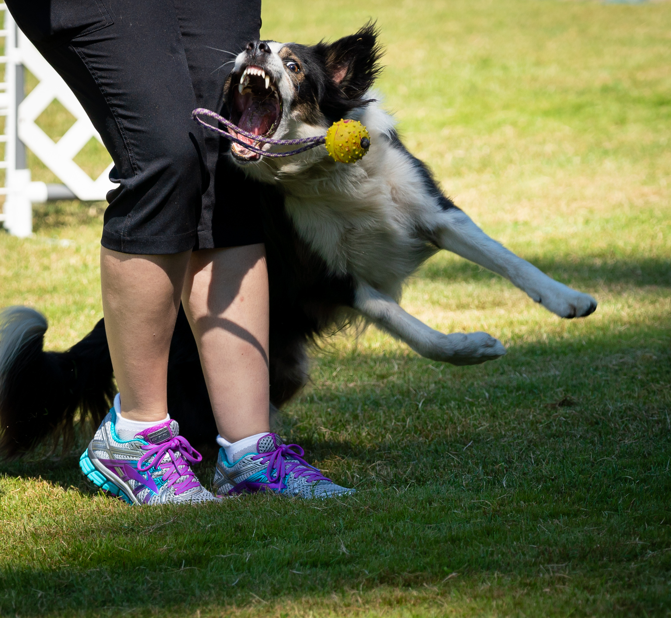 Fenzi Dog Sports Academy - Home