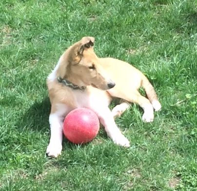 Fenzi Dog Sports Academy - Home