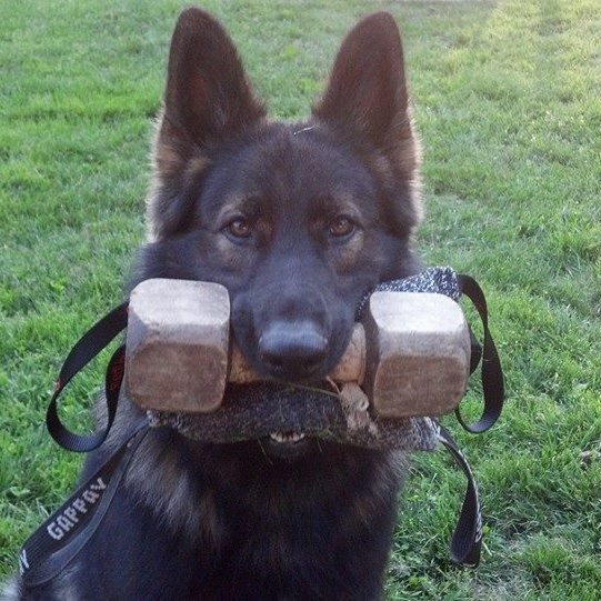 Fenzi Dog Sports Academy - Home