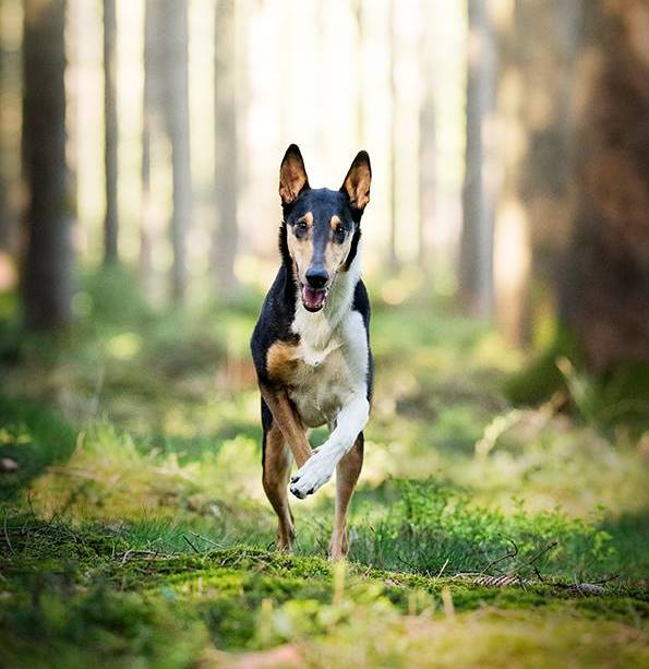 Fenzi Dog Sports Academy - Home