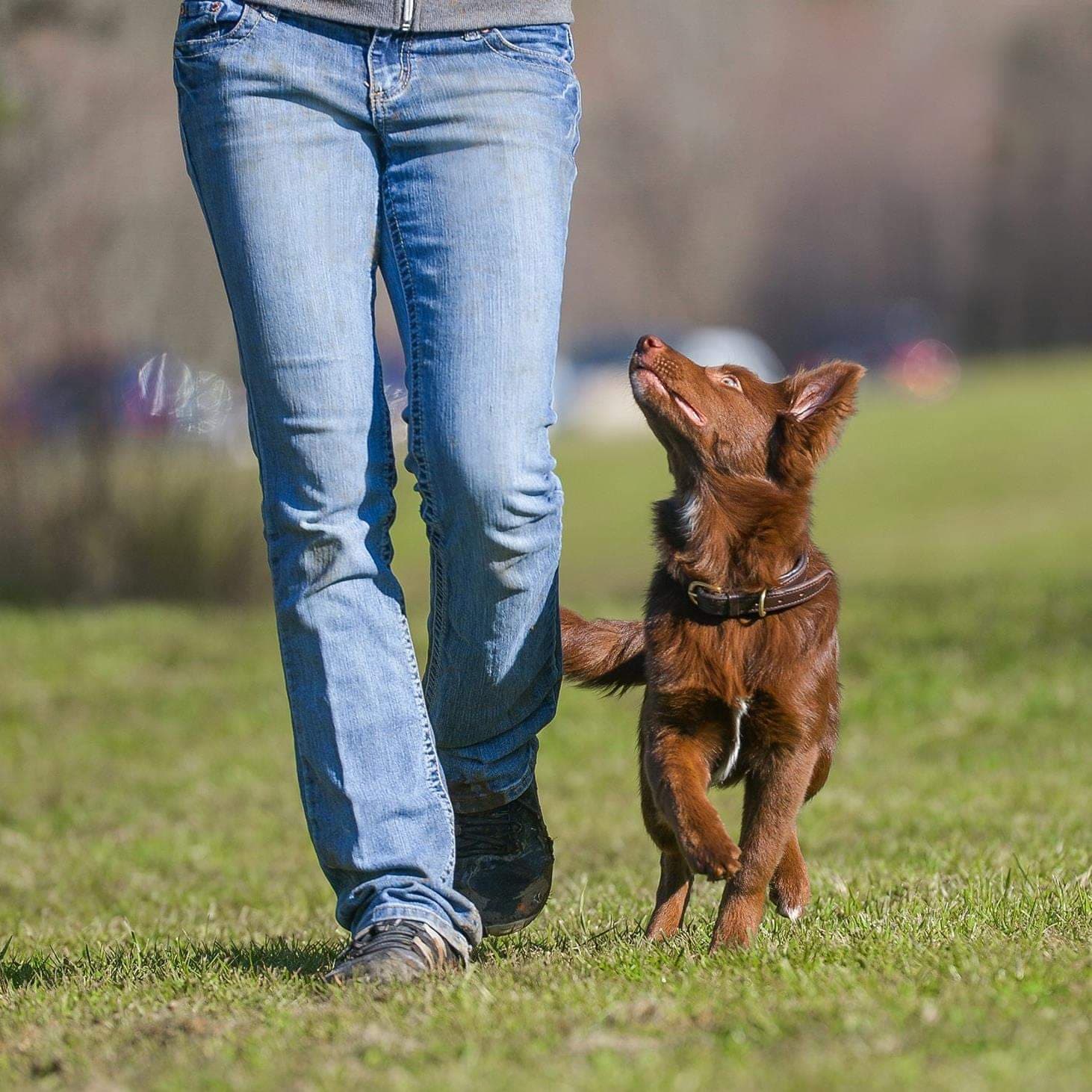 Fenzi Dog Sports Academy - Home