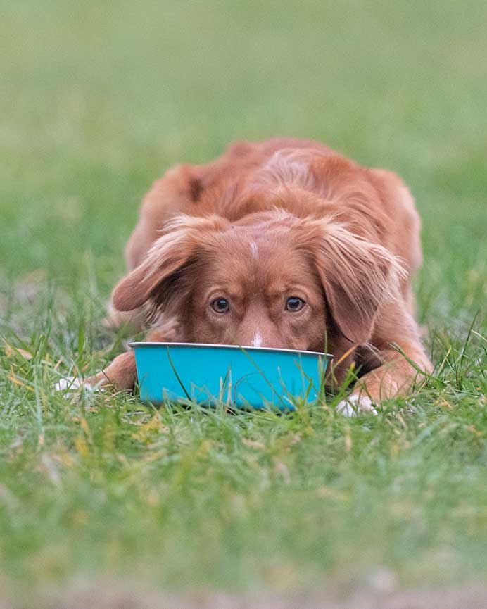 Fenzi Dog Sports Academy - Home