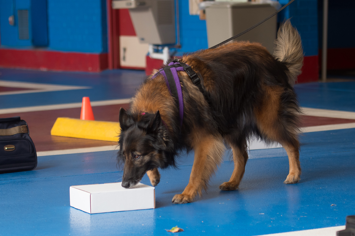 Fenzi Dog Sports Academy - Home