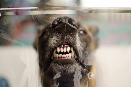 Fenzi Dog Sports Academy - Home