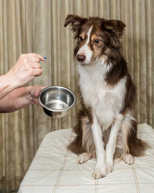 Fenzi Dog Sports Academy - Home