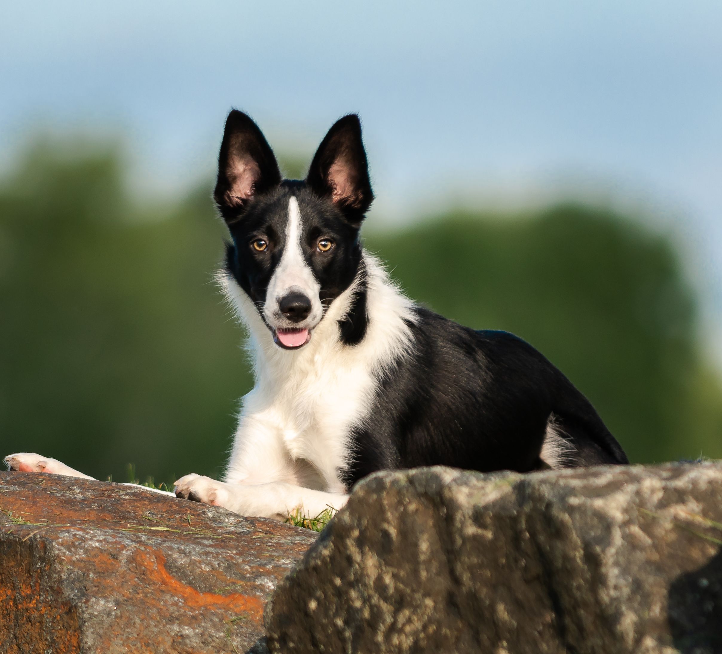 Fenzi Dog Sports Academy - Home