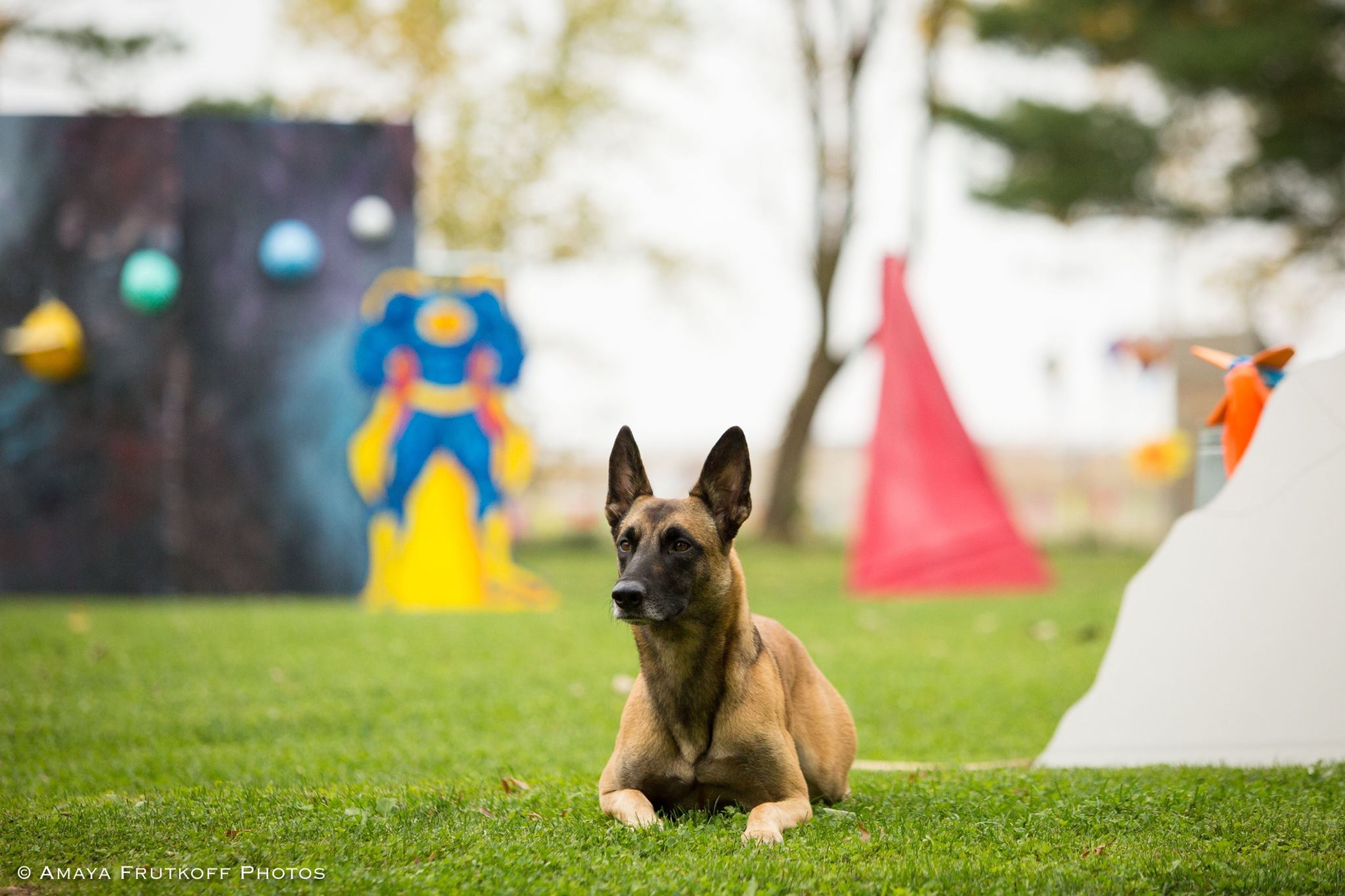 Fenzi Dog Sports Academy - Home