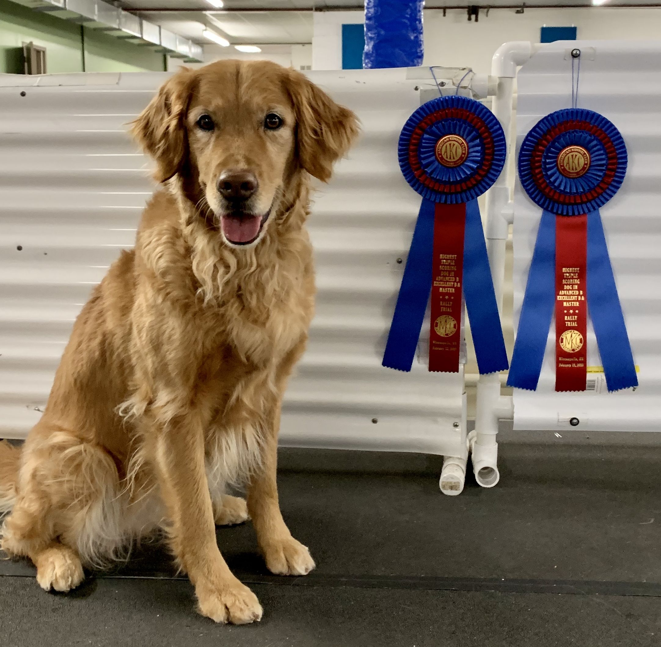 Fenzi Dog Sports Academy - Home