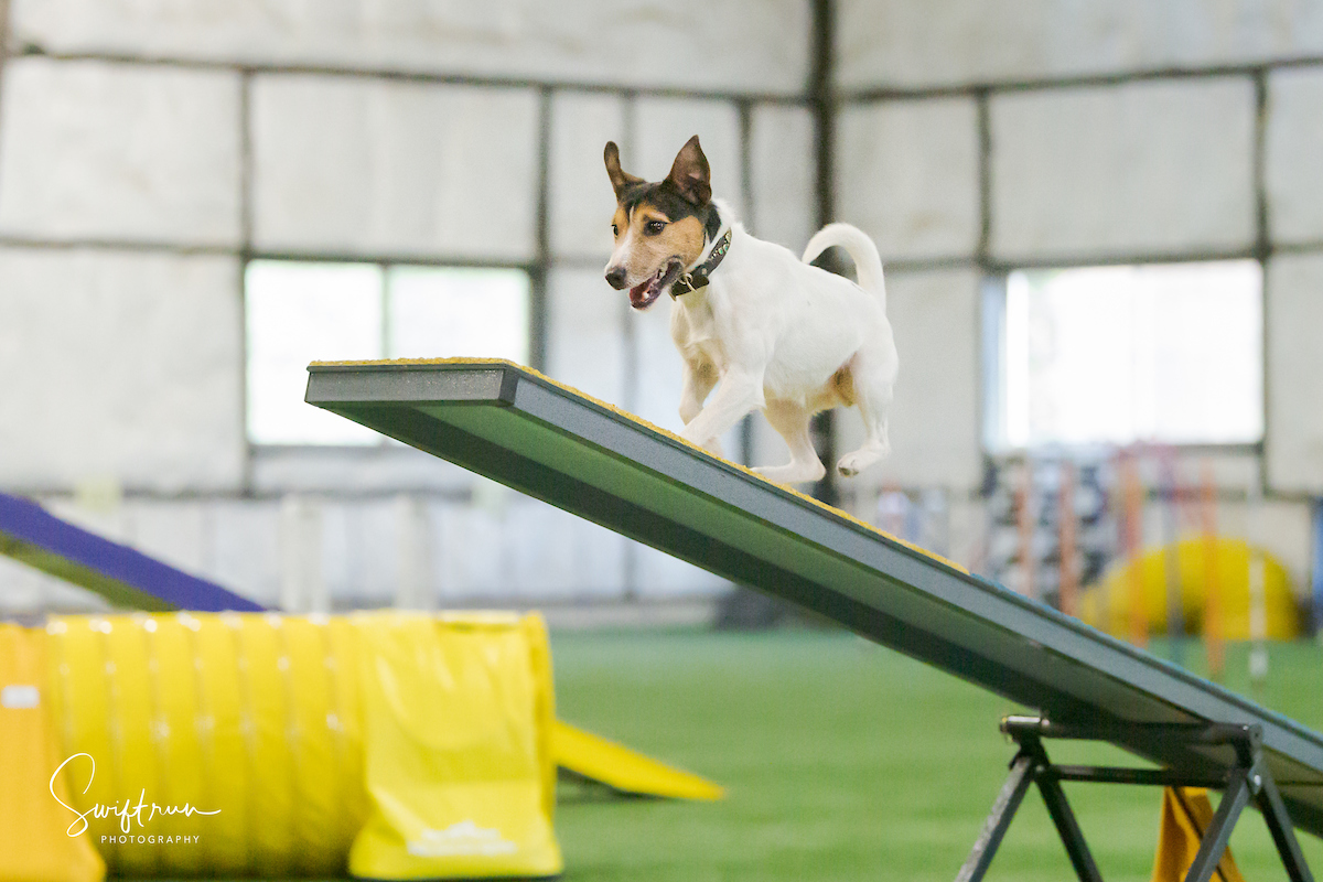 Fenzi Dog Sports Academy - Home