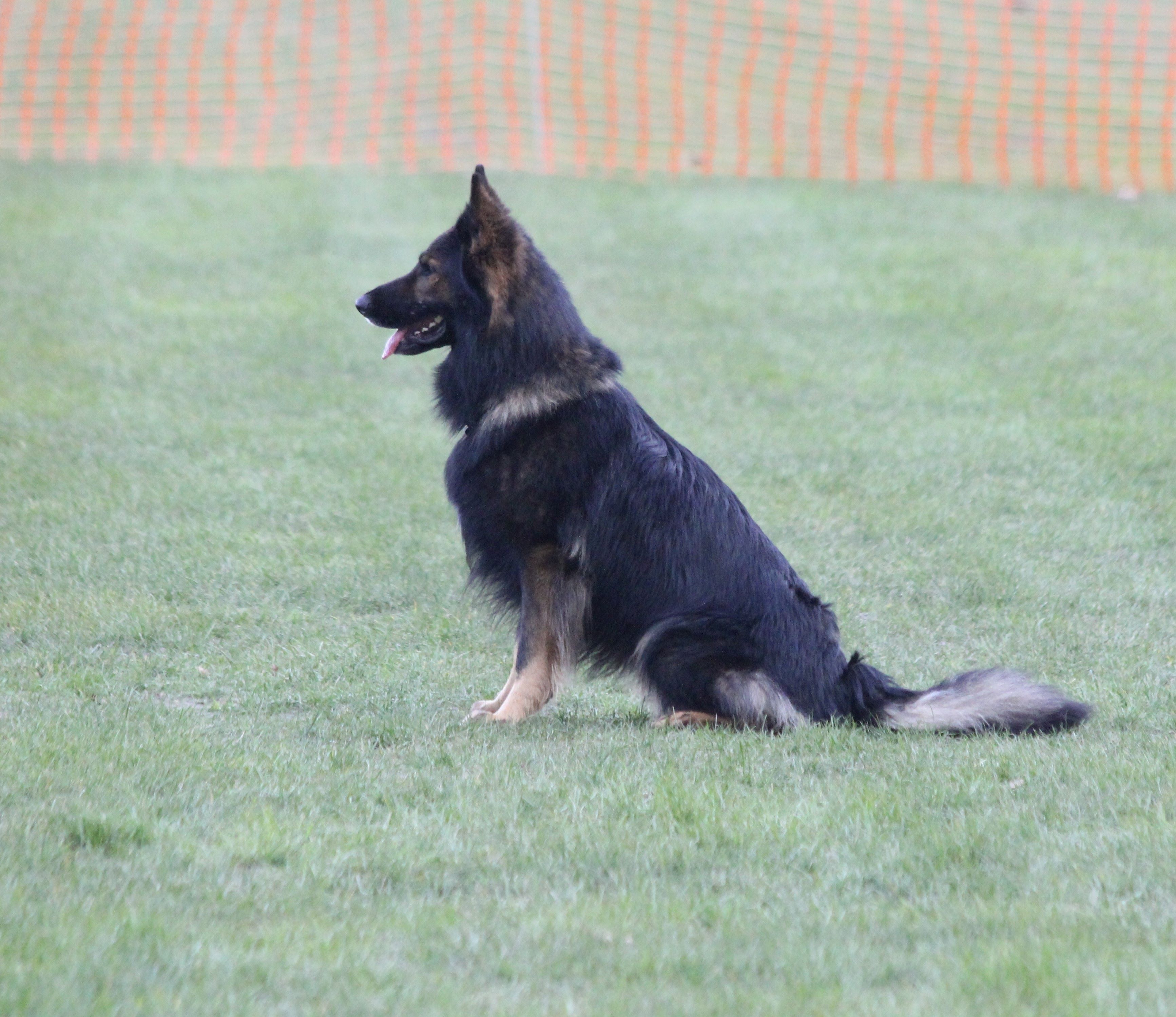 Fenzi Dog Sports Academy - Home