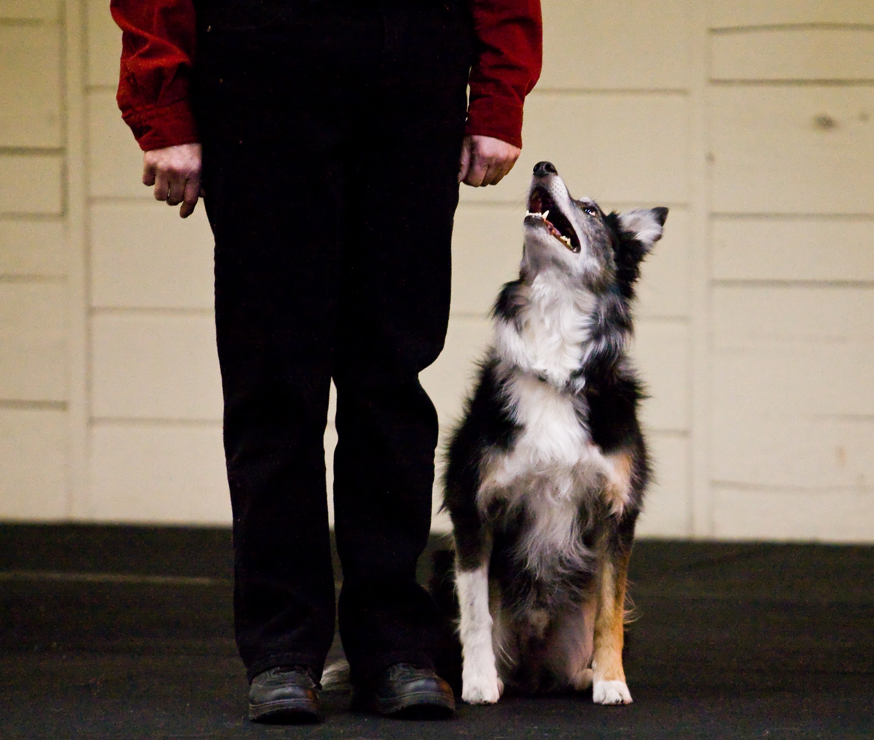 Fenzi Dog Sports Academy - Home