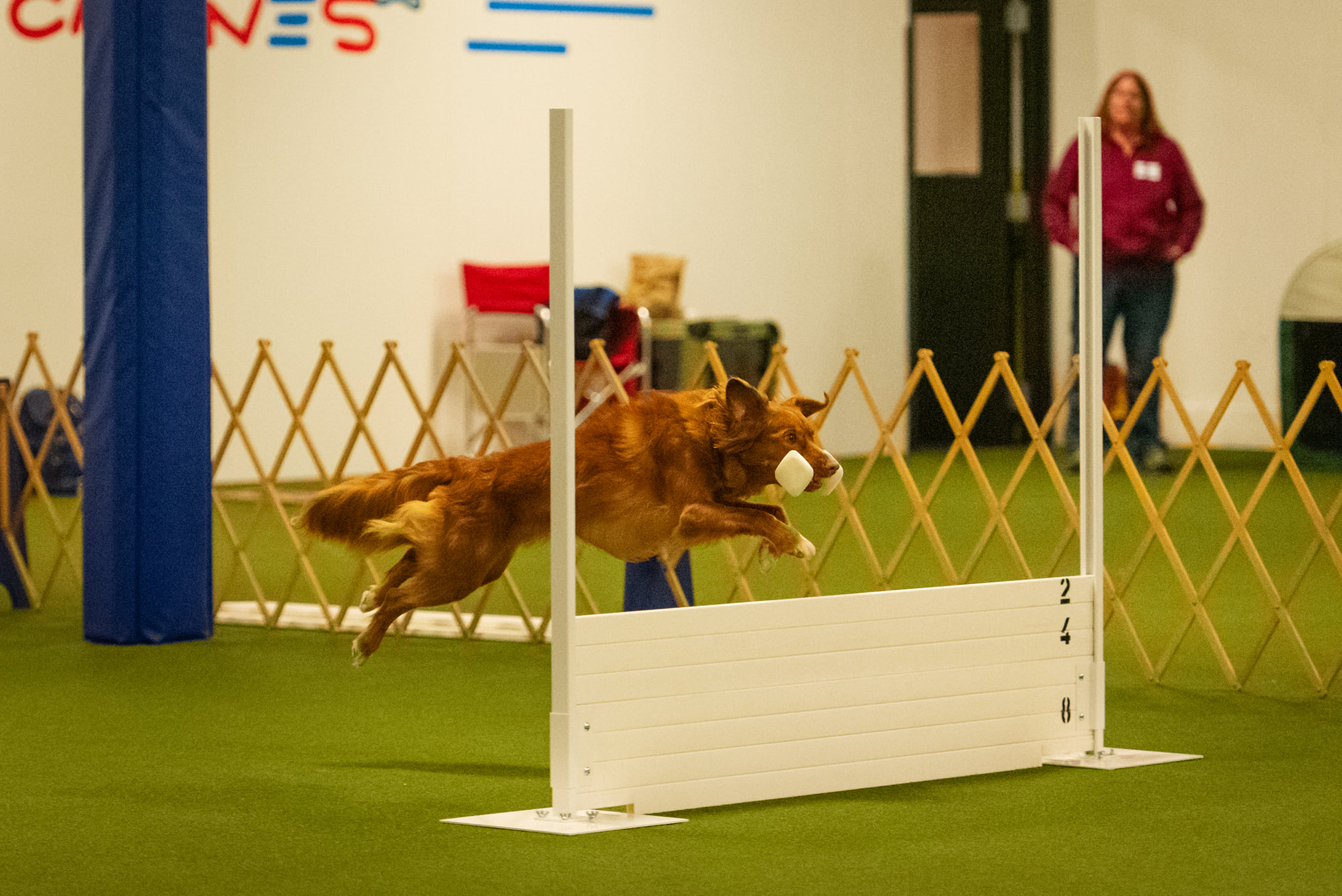 Fenzi Dog Sports Academy - Home