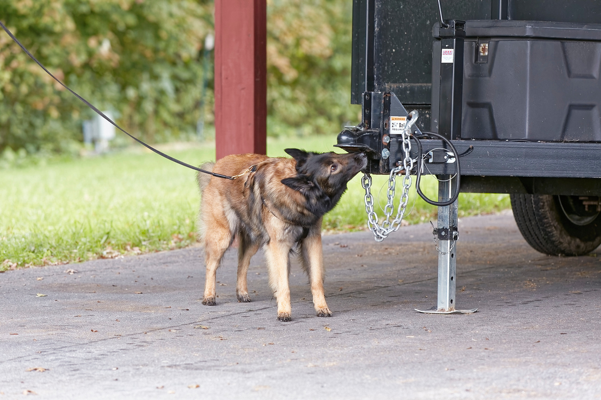 Fenzi Dog Sports Academy - Home