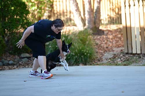 Fenzi Dog Sports Academy - Home