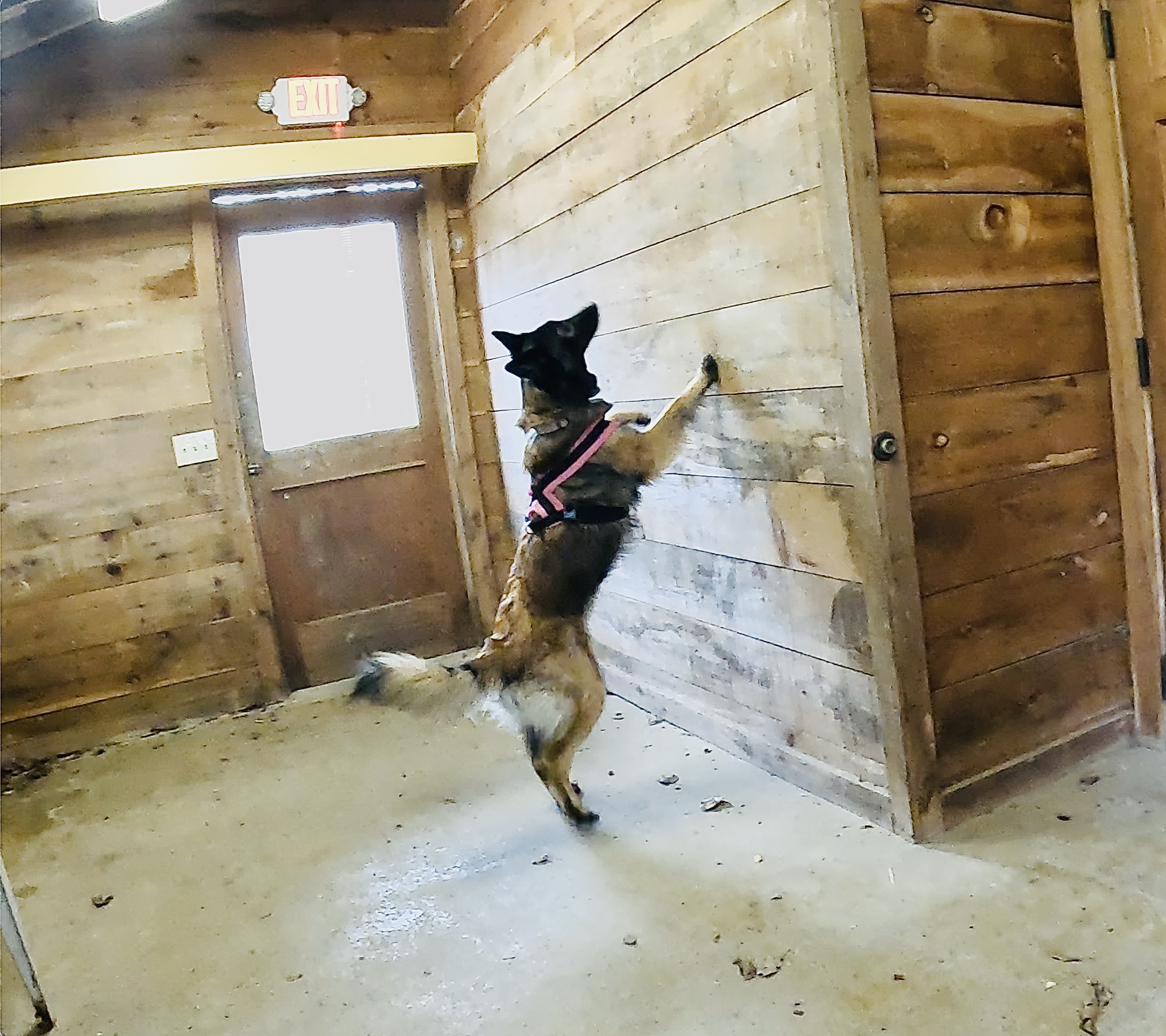 Fenzi Dog Sports Academy - Home