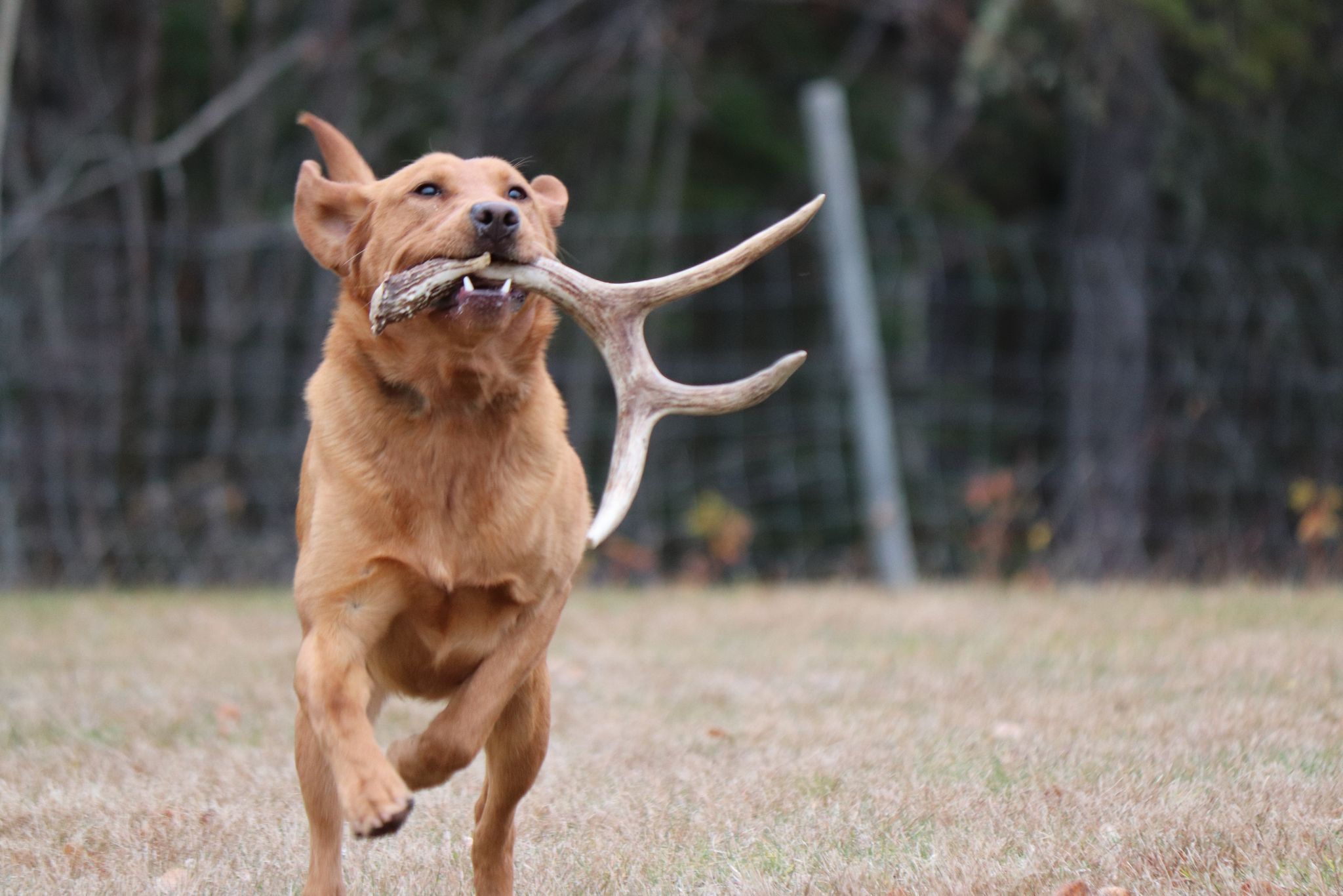 What Does A Dog Mean As A Spirit Animal